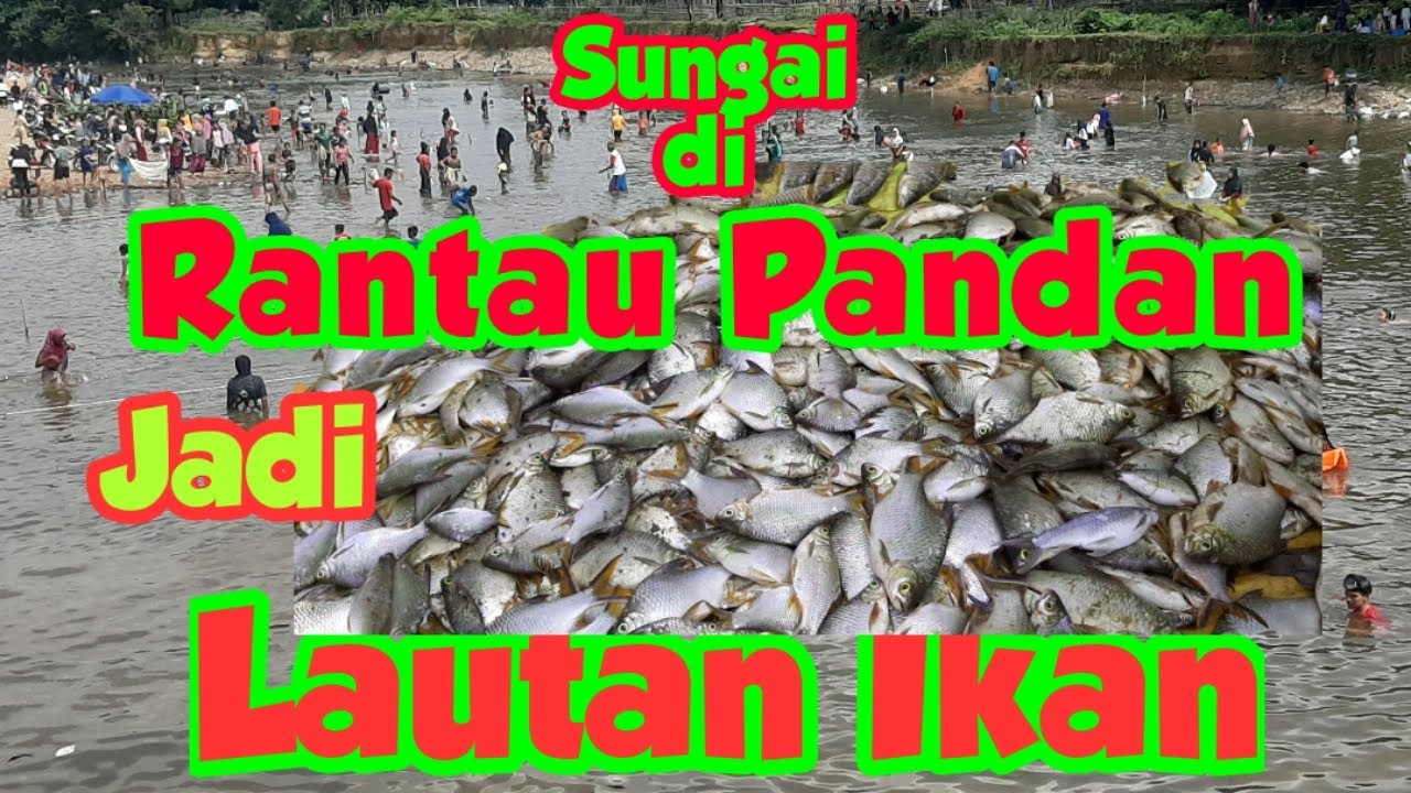 Buka Lubuk Larangan, Rantau Pandan Jadi Lautan Ikan - YouTube