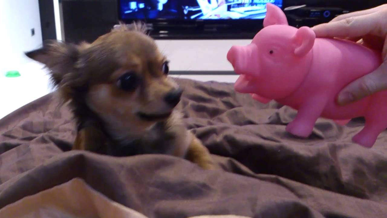 Chihuahua The Warrior part II - YouTube