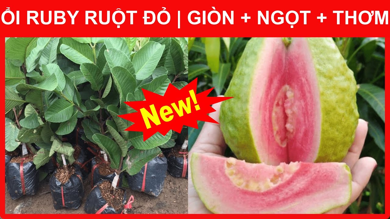 Ổi Ruby Ruột Đỏ (Giòn - Ngọt - Thơm - Ít Hạt) Lh 0968750386 - YouTube