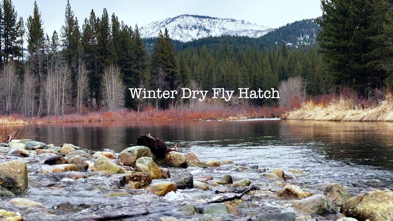 Winter Dry Fly Hatch - Middle Fork Feather River - YouTube