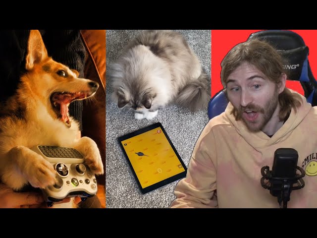Animals Playing Games