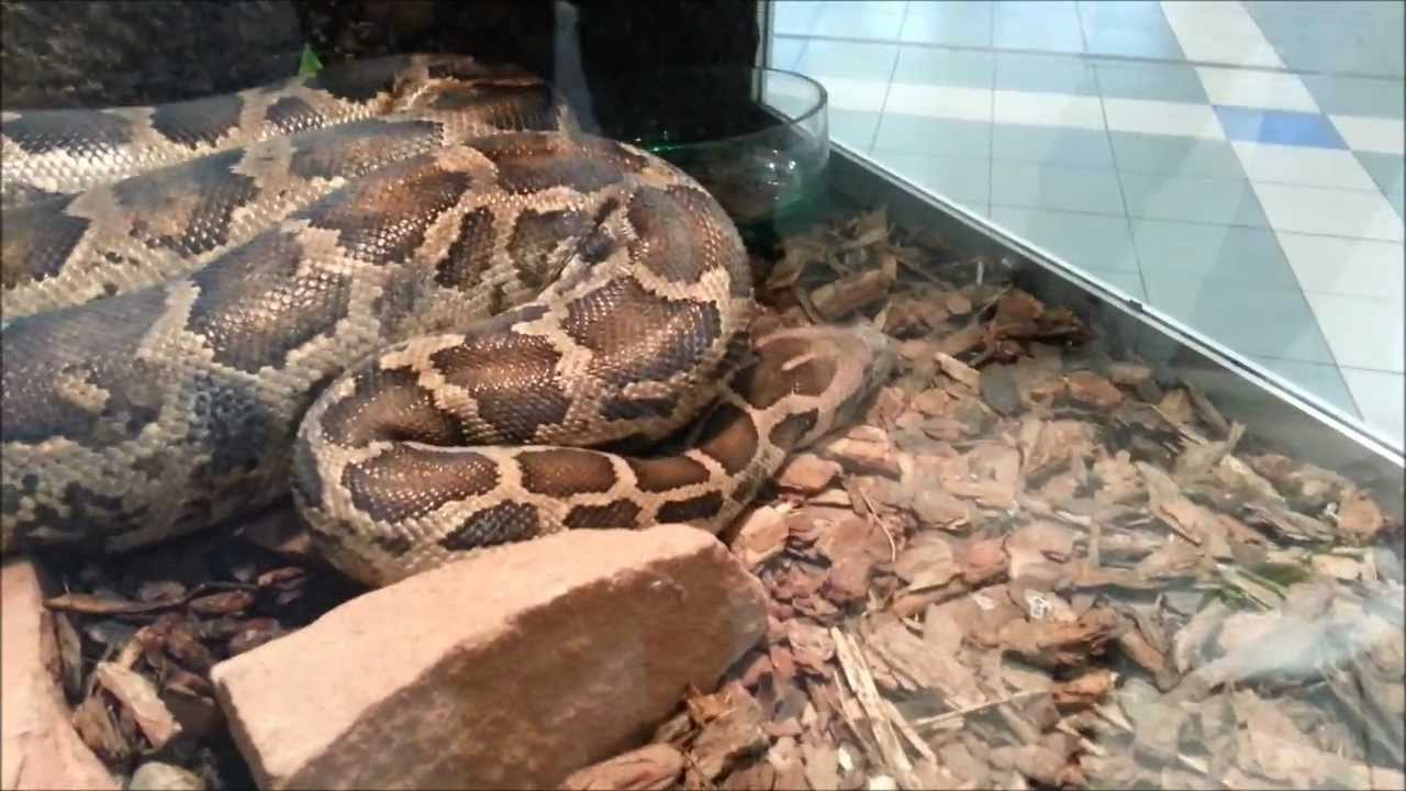 Python molurus pimbura, Poznan, King Cross - YouTube