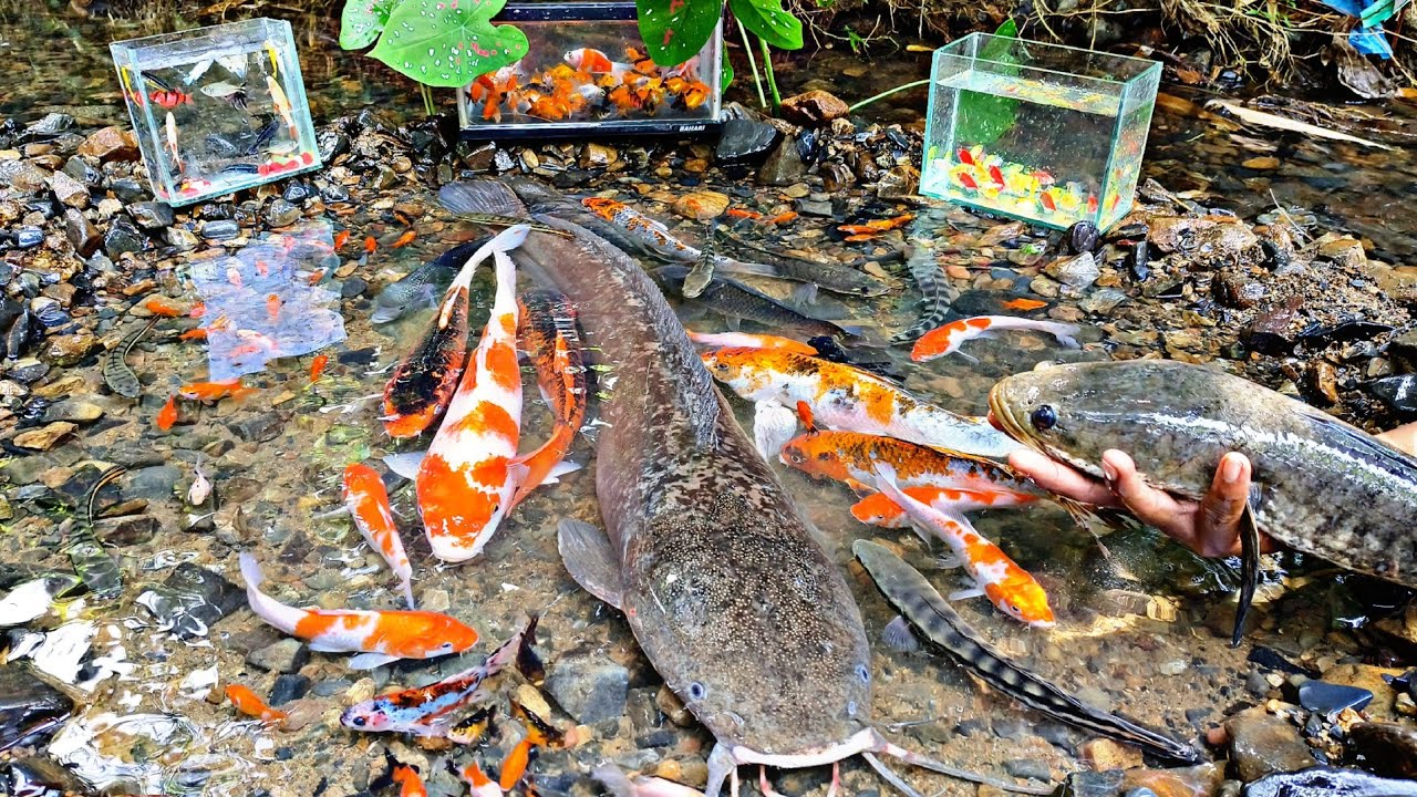 Catch monster toman fish, ornamental fish, glofish, betta fish, molly ...