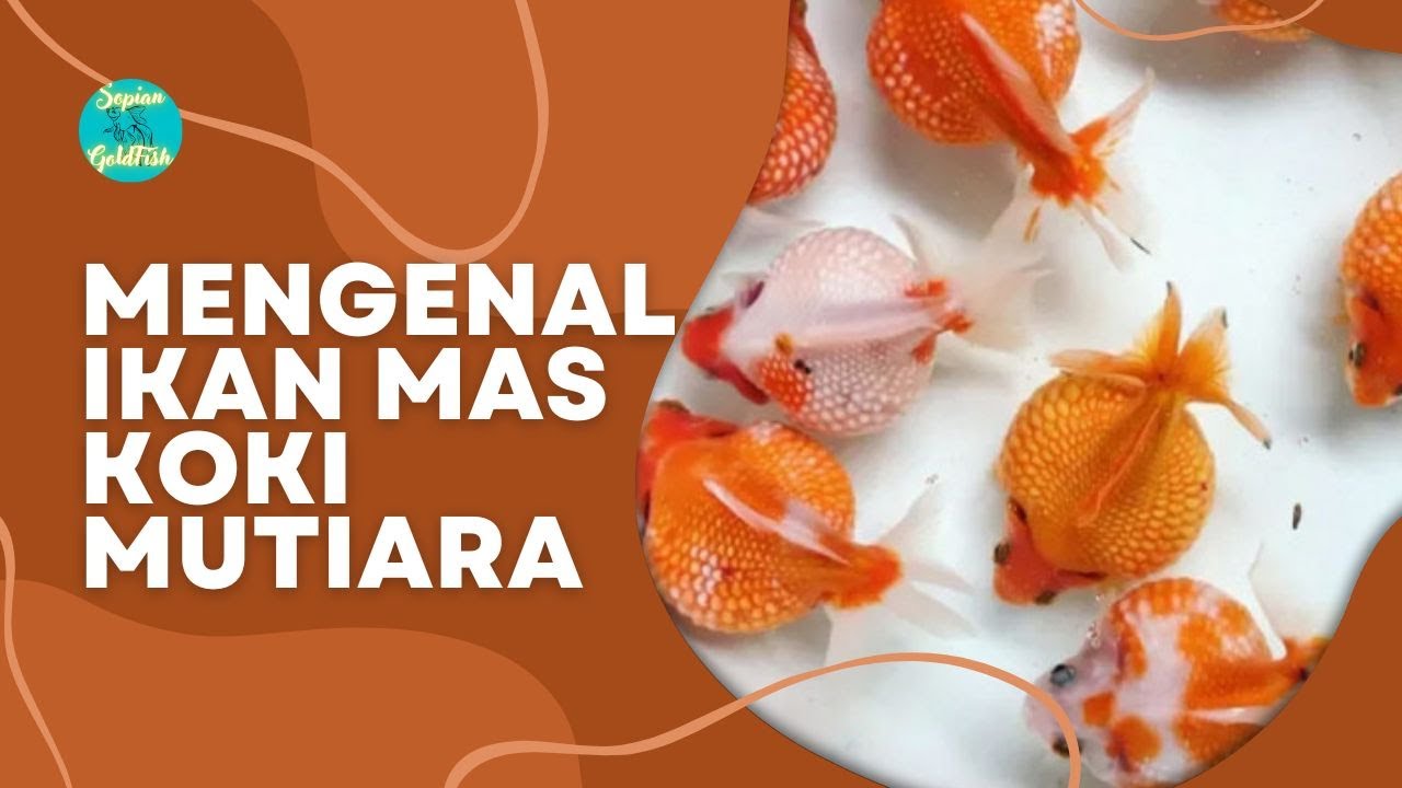 Mengenal Ikan Mas Koki Mutiara - YouTube