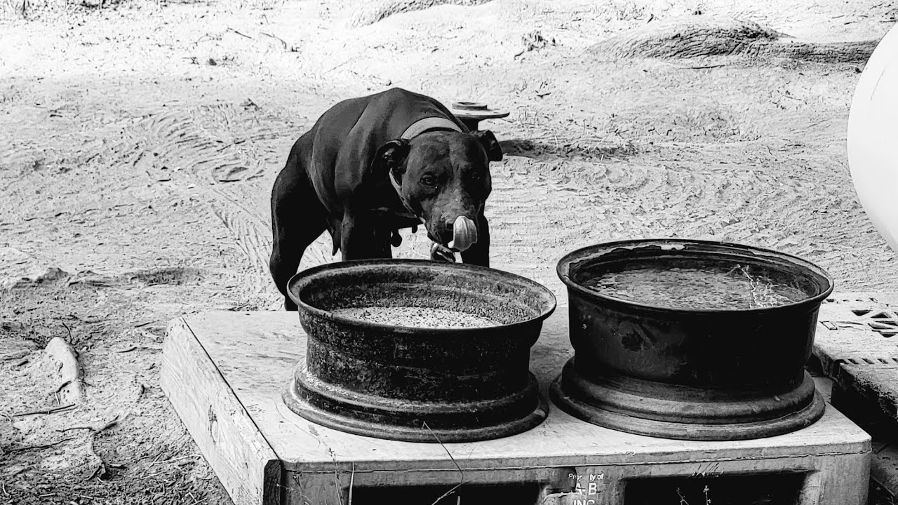 THOMPSON'S KENNEL THE REDBOY JOCKO TERMITE DOG'S COMING SOON ...