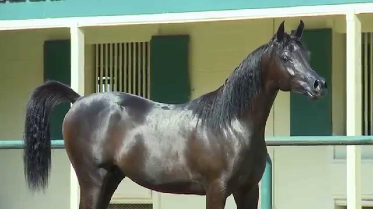 SAMIR ALI - Champion Black Arabian Colt - YouTube