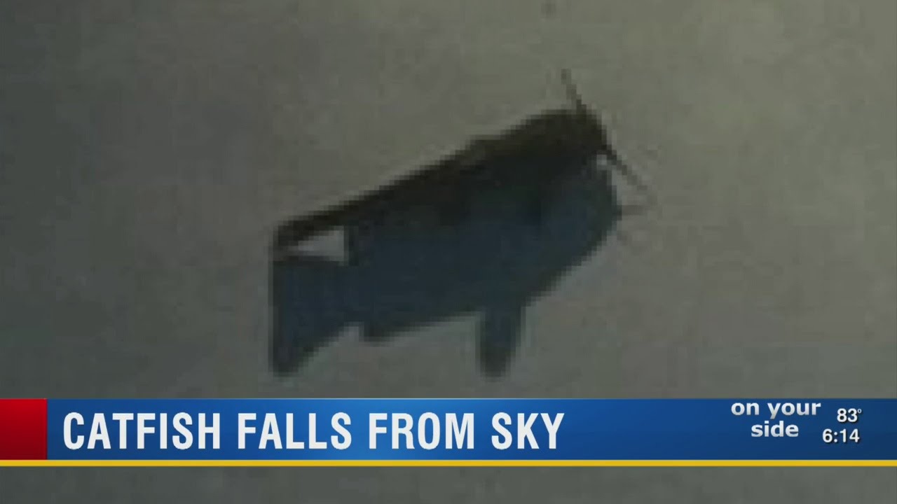 Winter Haven homeowner calls police after 'flying' catfish lands in ...