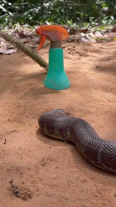 Massive Python Shows Incredible Squeezing Power! #snake #animaltraps # ...