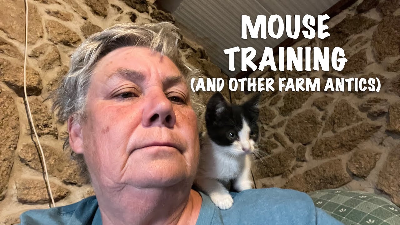 MOUSE TRAINING AND OTHER FARM ANTICS / OFF-GRID HOMESTEAD - YouTube