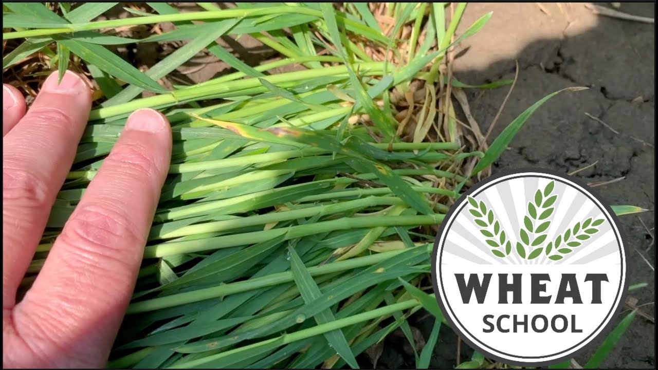 Wheat School: Covering the flag leaf to manage disease and deliver ...