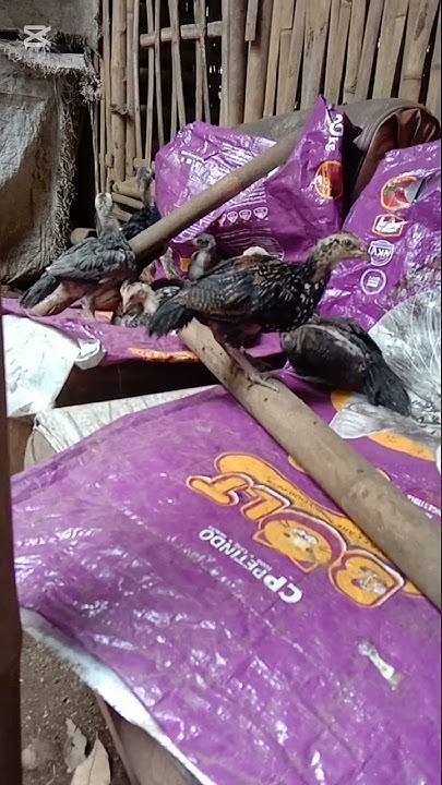 cara kasih pakan anakan ayam yang benar supaya gemuk #ayamaduanindonesia #bangkokthailand - YouTube