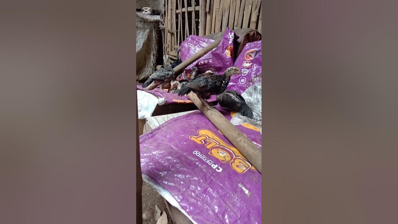 cara kasih pakan anakan ayam yang benar supaya gemuk #ayamaduanindonesia #bangkokthailand - YouTube