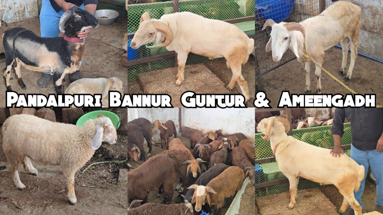 TDH goat farm par sindhnur bakre available hai | pandalpuri bannur ...