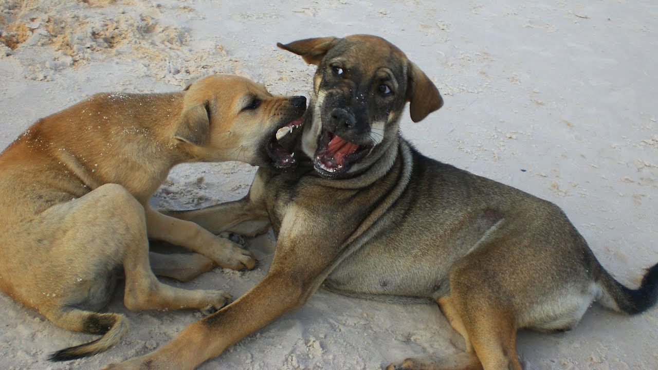 Phu Quoc Dogs - YouTube