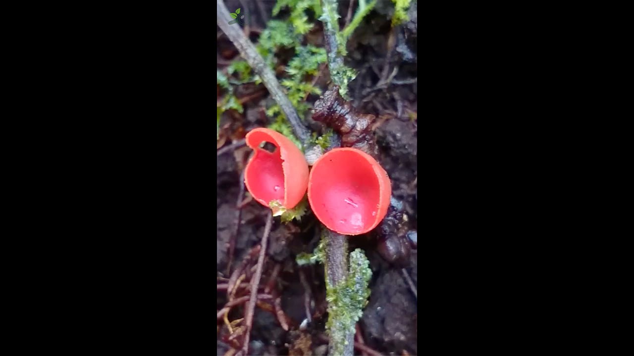 Red cup mushrooms - YouTube