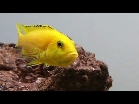 Electric yellow lab cichlid Labidochromis Caeruleus Malawi care guide ...