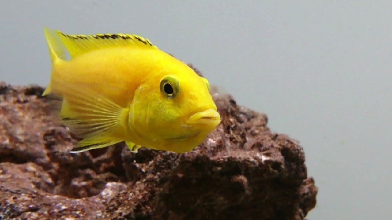 Electric yellow lab cichlid Labidochromis Caeruleus Malawi care guide ...