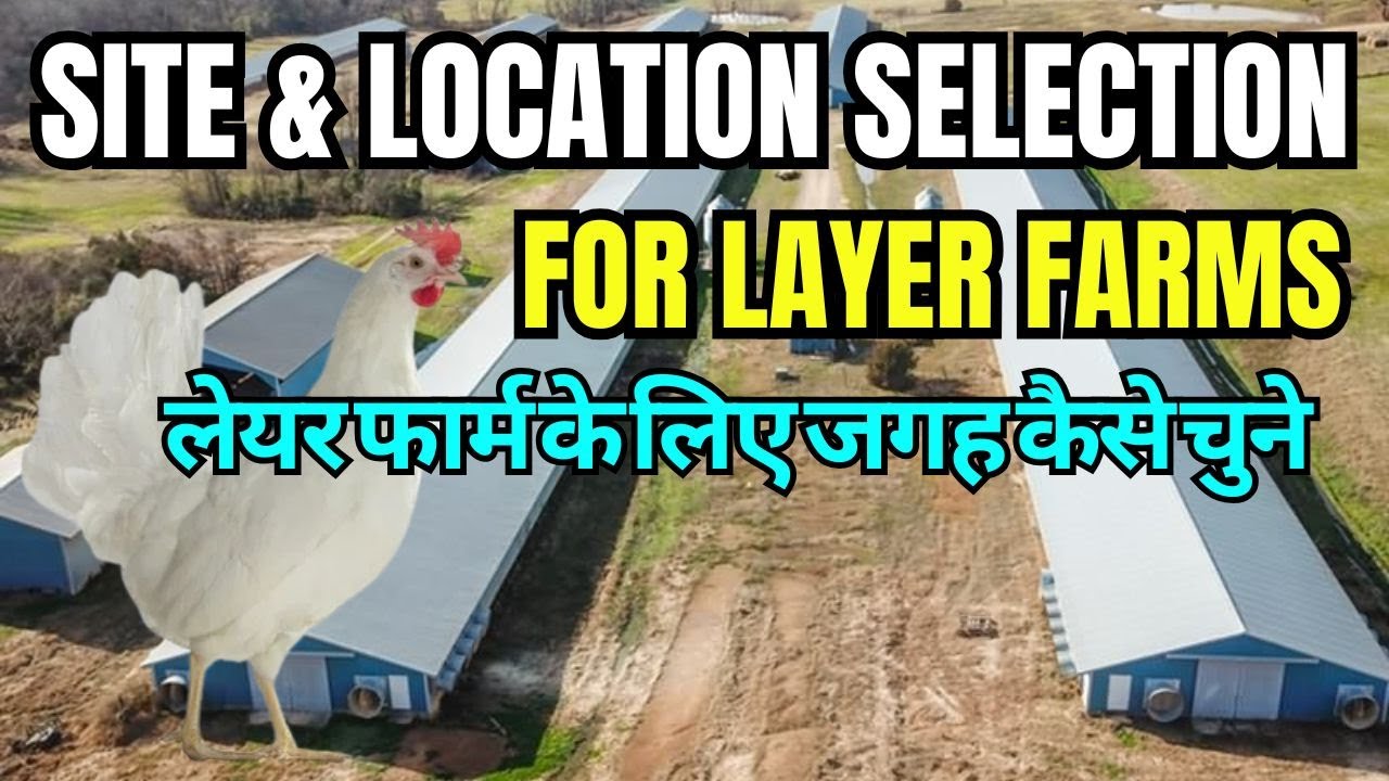 site and location selection for #layer farm लेयर फार्म के लिए जगह का ...