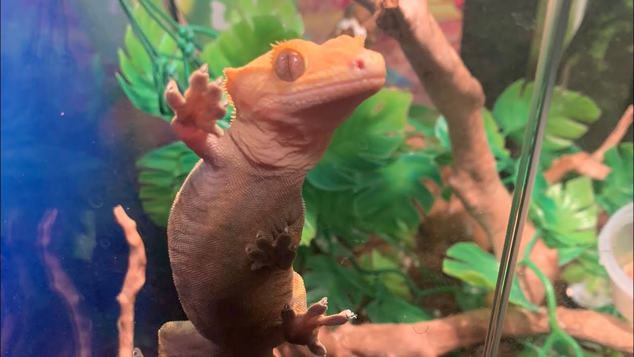 My ULTIMATE Tank Setup! CATFISH Feeding frenzy - YouTube