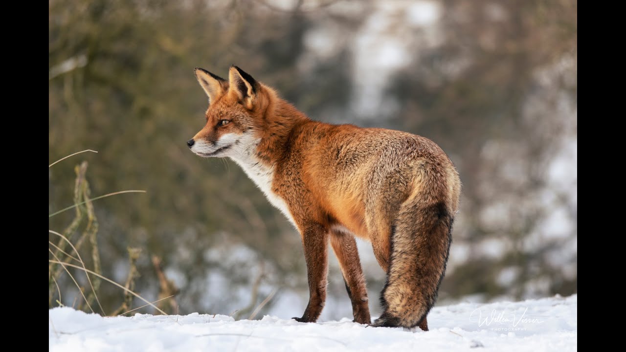Fox in the snow - and other animals during wintertime in The ...
