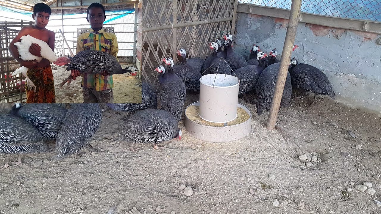 Wow - Tithi bird earning millions of money - Around BD Life - YouTube