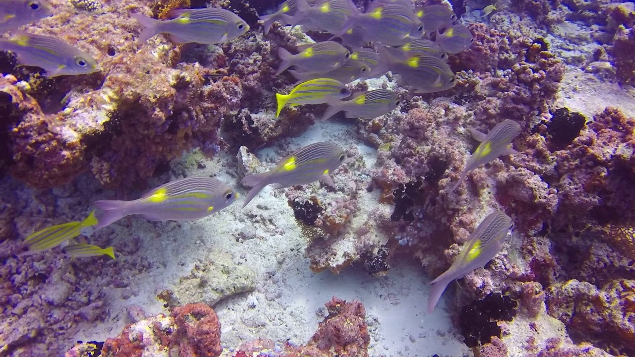 plongee maldive Hp Reef - YouTube