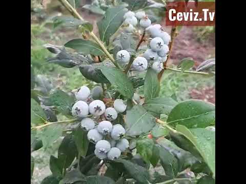 Saksıda #yabanmersini üretimimiz,   #maviyemiş  #blueberry #borovnica mostar tarım aş