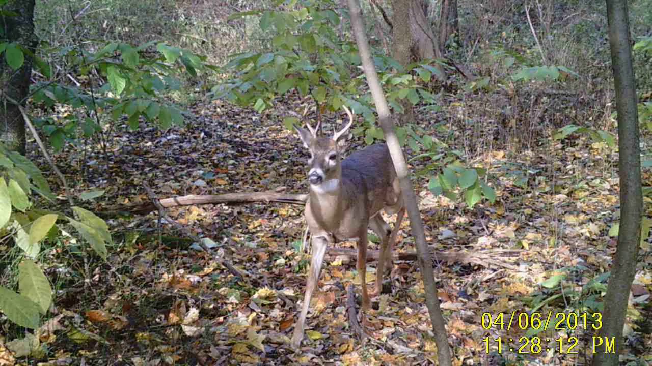 Hunting deer on the ground | ground and pound for whitetails - YouTube