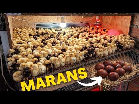 BÖYLE BİR CİVCİV ÇIKIMI GÖRMEDİM ŞOK OLDUM 250 CİVCİV - MARANS CİVCİVLER ÇIKTI