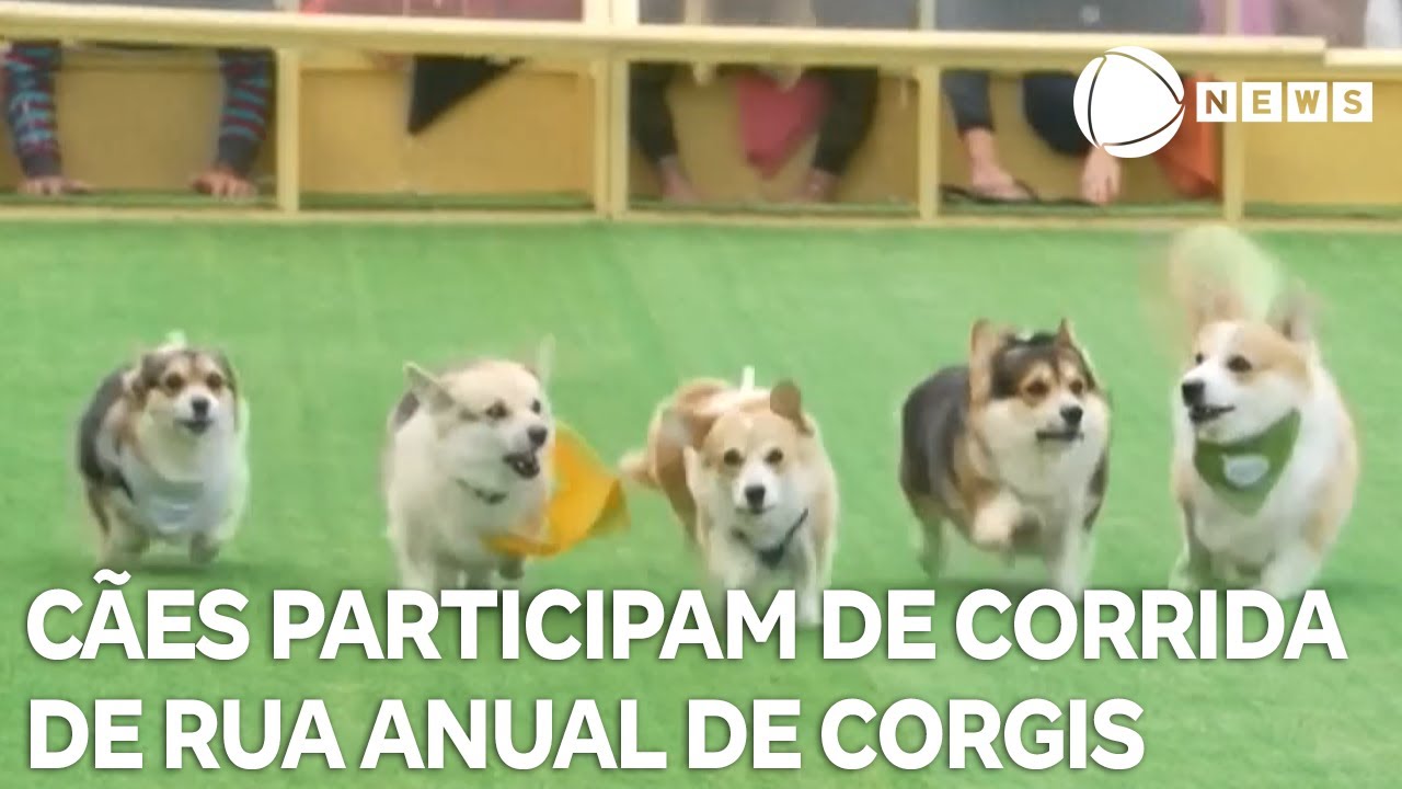 Centenas de cães participam da corrida anual de corgis - YouTube