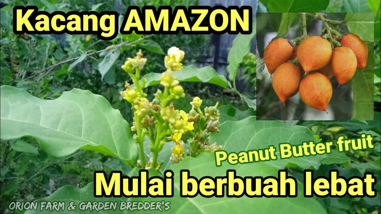 Tanaman buah kacang Amazon mulai berbuah perdana - YouTube