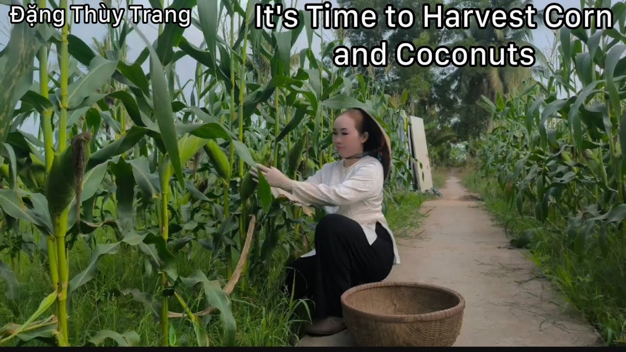 #12| A Day of Harvesting Corn and Coconut || Dang Thuy Trang|| - YouTube