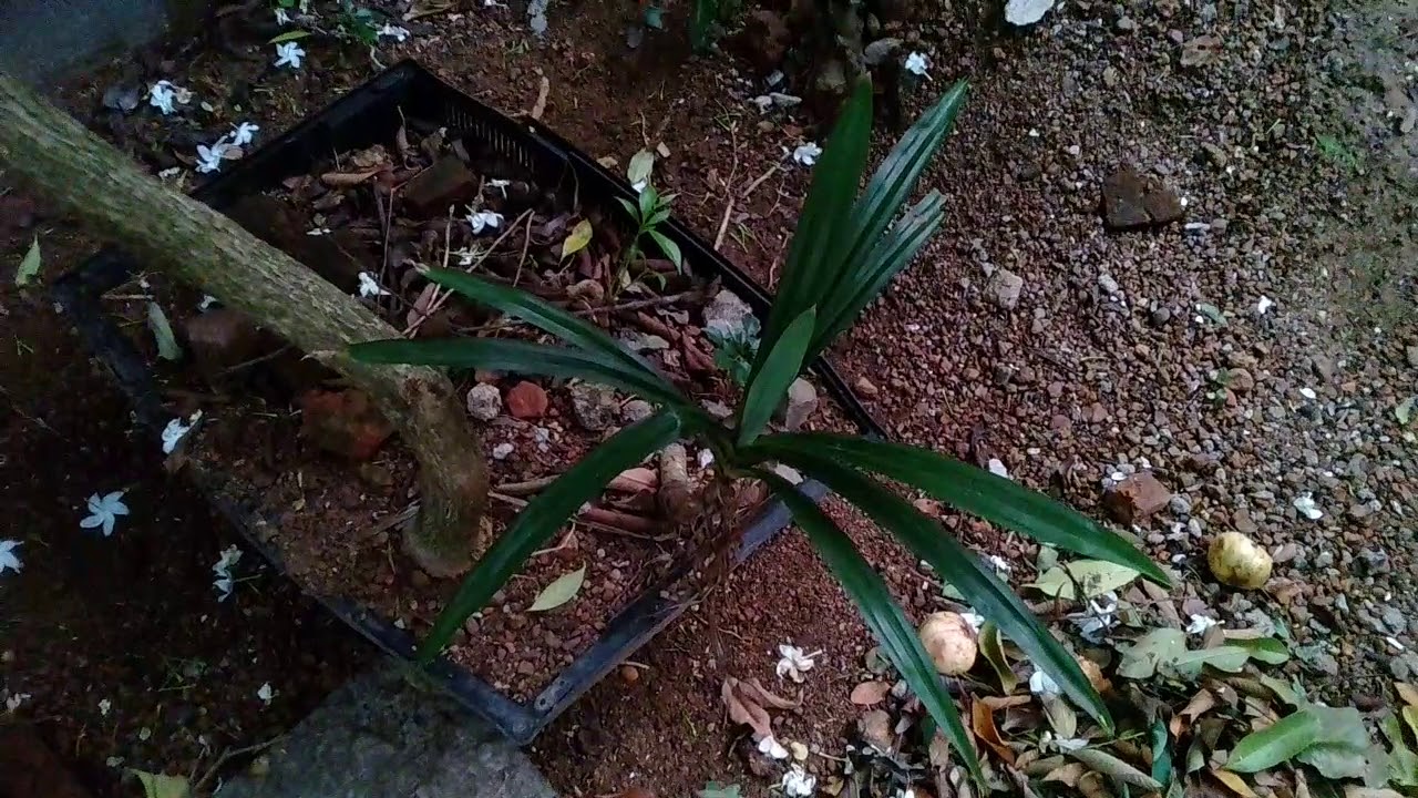 Small Rampe Plant - YouTube