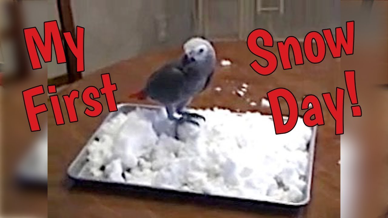 My First Snow Day! - Einstein the Talking Texan Parrot - YouTube