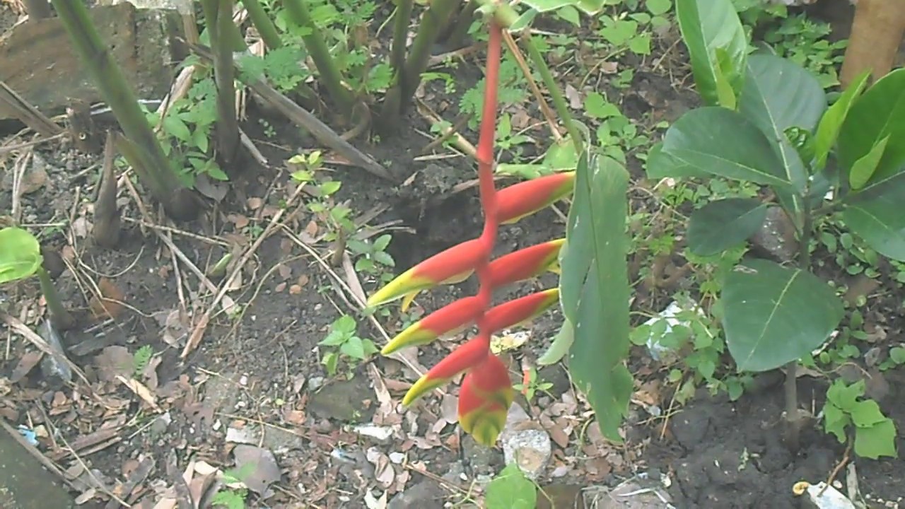 Test Video Camera Digital Samsung ES95 - YouTube