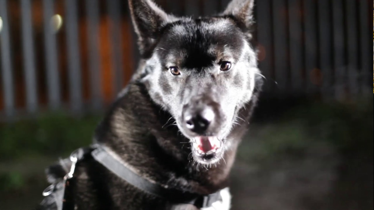 Best Labrador Husky Mix Breed Dog Max Labsky - YouTube