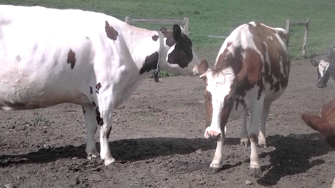Cow Love - YouTube