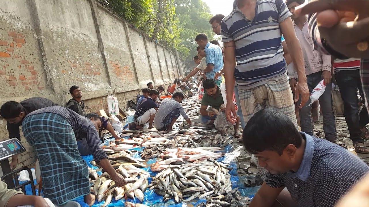 Wondrous Big Fish Market | Traditional Fish Market Dhaka Bangladesh ...