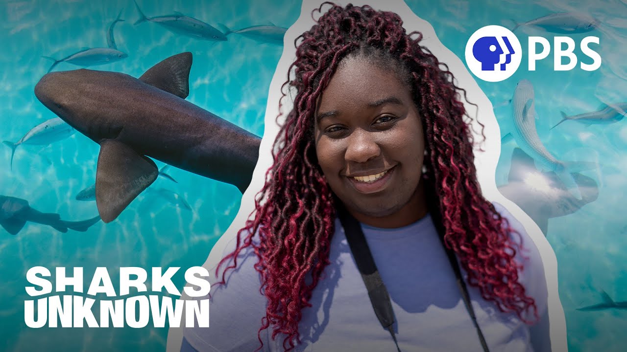 Shark "Traffic Jam": Inside a Biscayne Bay Shark Survey - YouTube