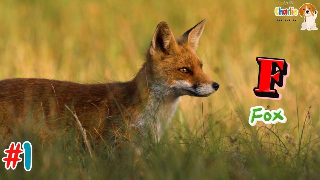 ABC Animals Song for Kids #1 | Learn the Alphabet #abcd - YouTube