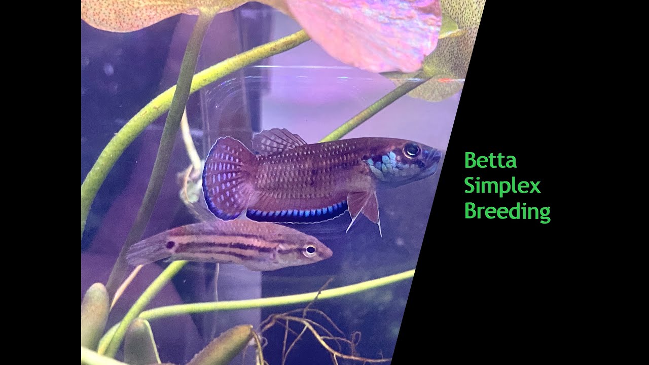 Betta Simplex Breeding - YouTube