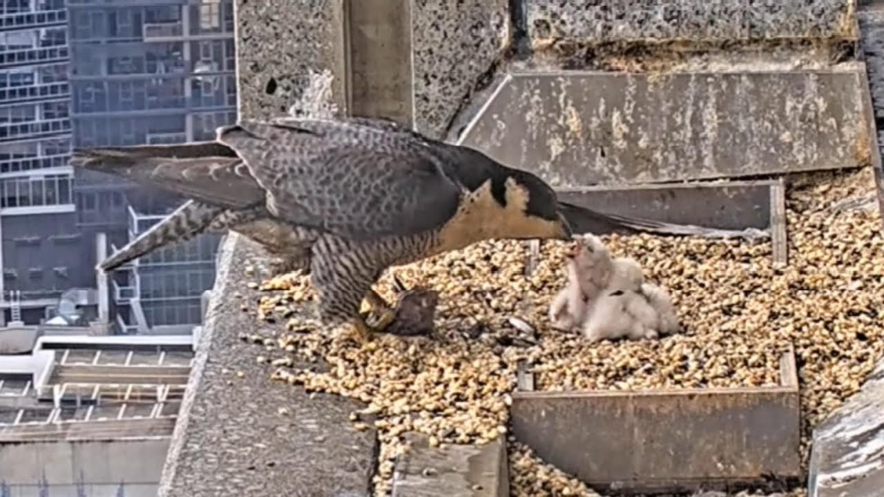 Alimentando a los lindos bebés halcón de Collins - YouTube