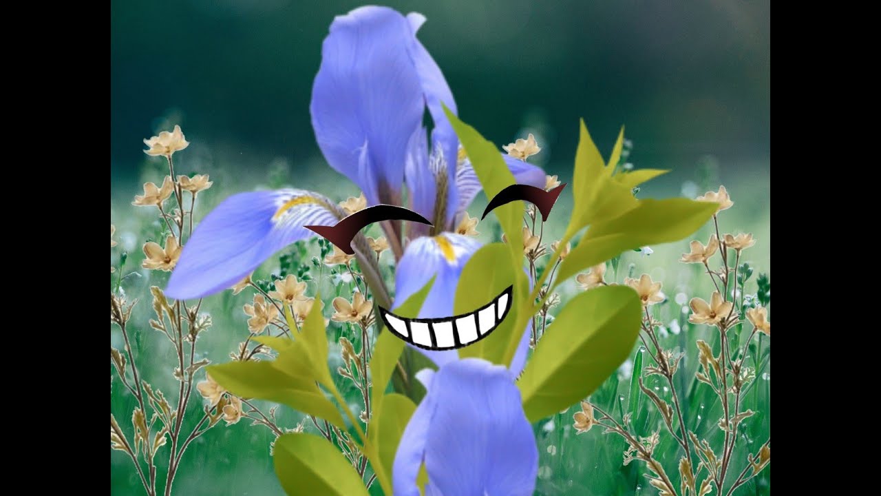 Laughing Flowers - YouTube