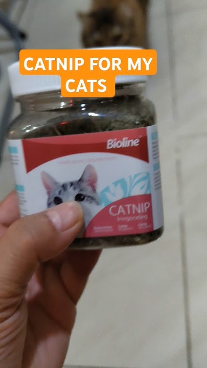 Is CATNIP GOOD FOR THE CATS? YES ITS GIVE THEM RELAXED #catnip #catcon #cat #viralcat #shorts ...