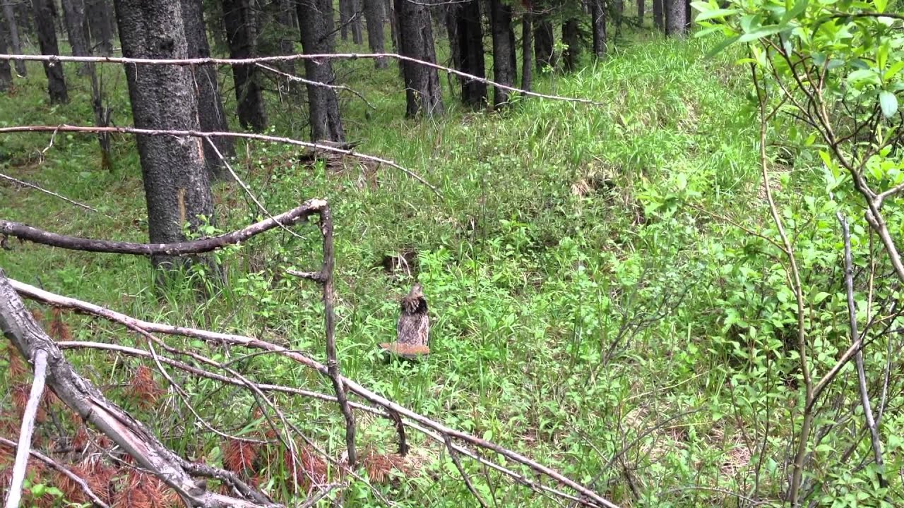 Mother Hen Ruffed Grouse Attack - YouTube