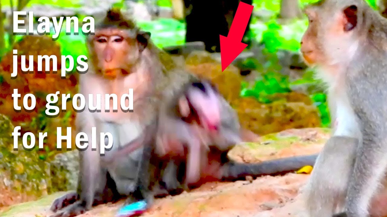 Elayna JUMPS to Ground for HELP! What happened? 🐒 Watch this urgent ...