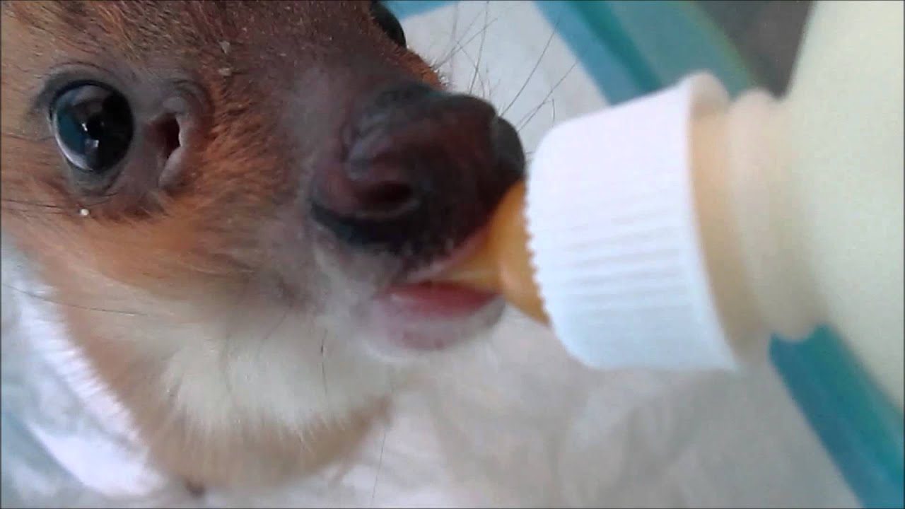 Baby Muntjac Deer - YouTube