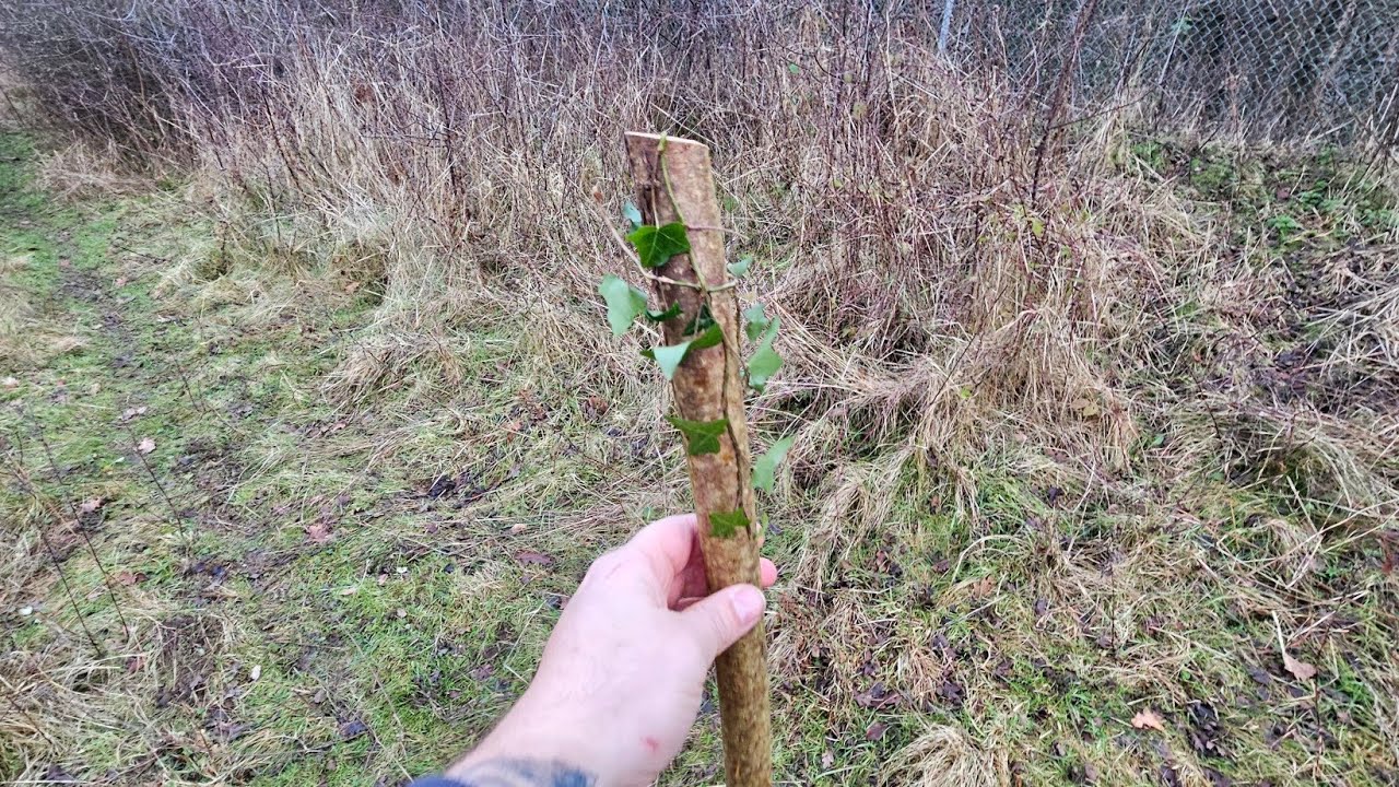 Hazel - walking pole collection no2. processed in under 12 minutes ...