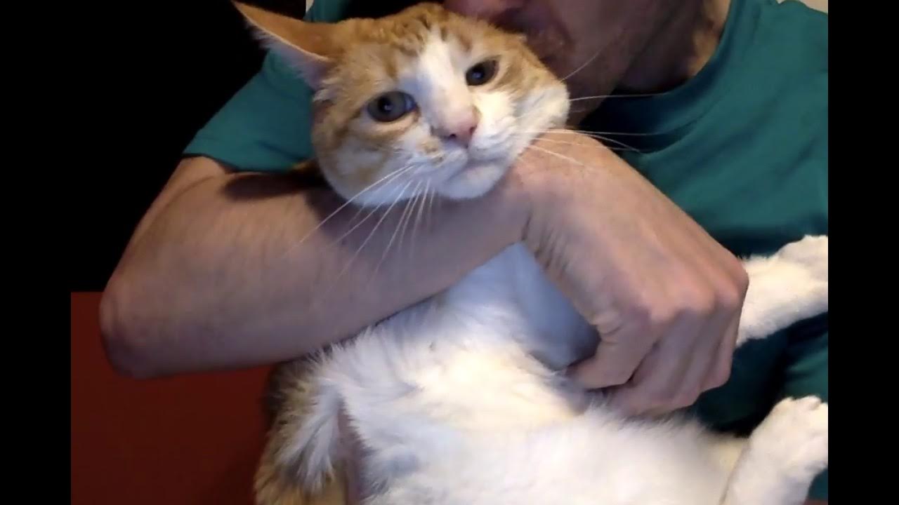 Ch8, Lesson 4, Multiple Representations of Functions - YouTube