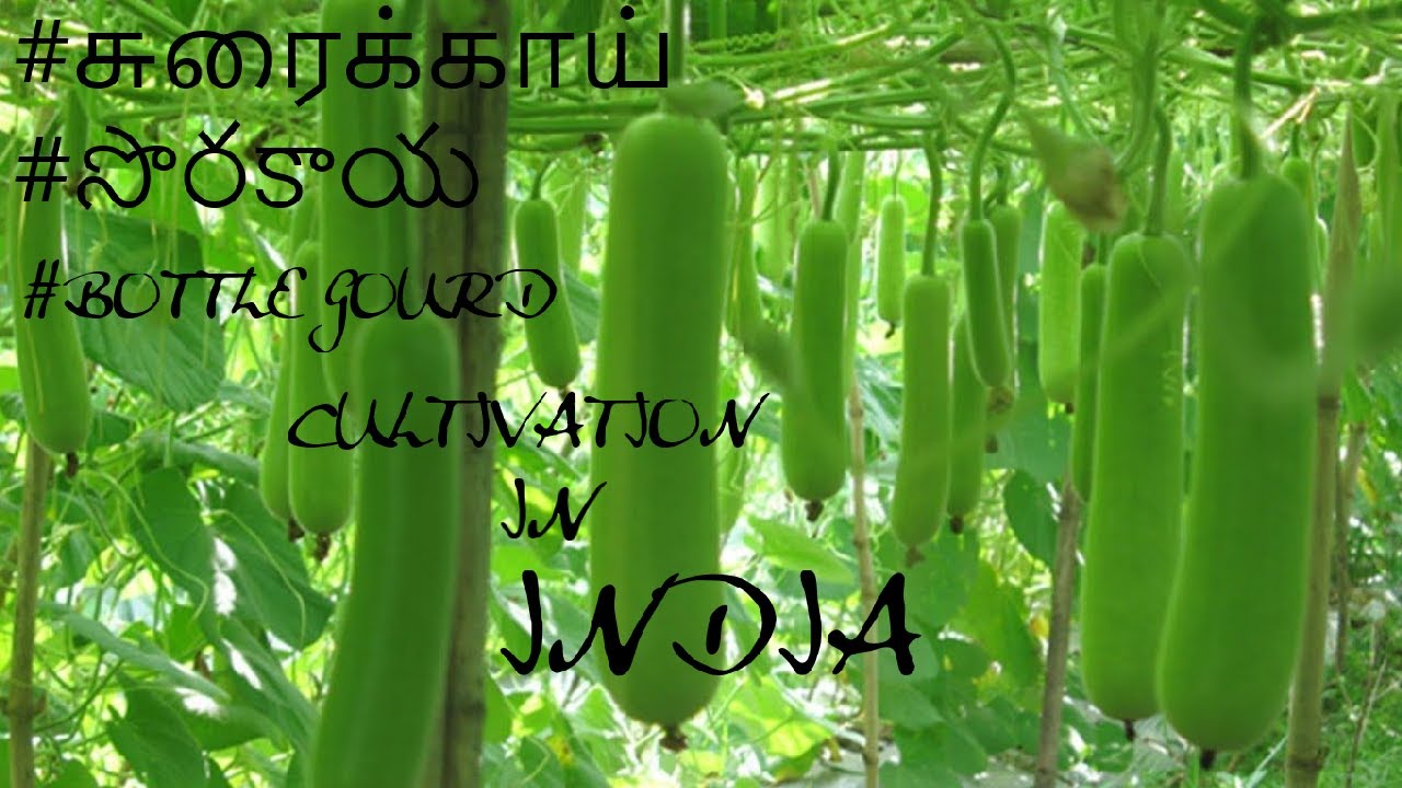 Bottle Gourd cultivation in INDIA/Sorakai cultivation/thnk farmers ...